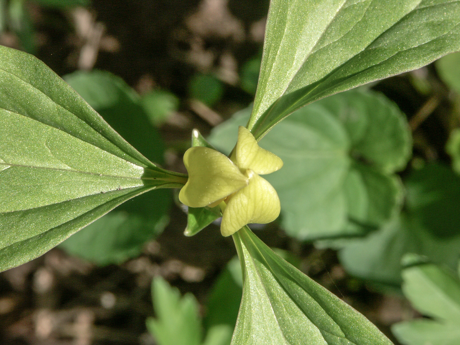 Trillium Luteum – The Inner Frame
