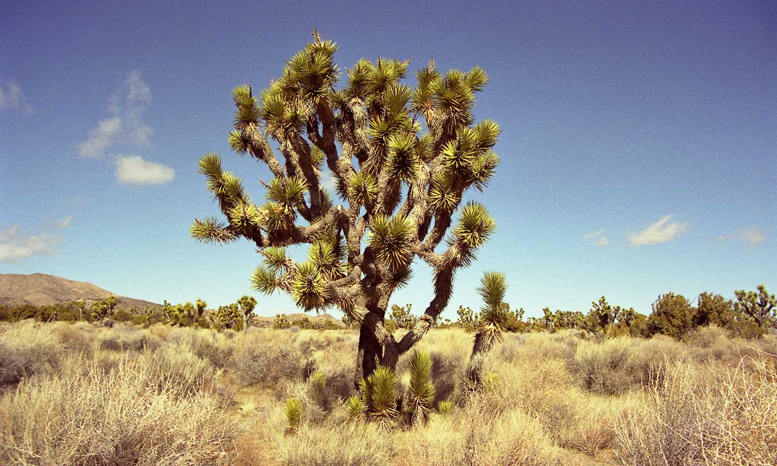 Joshua Tree – The Inner Frame