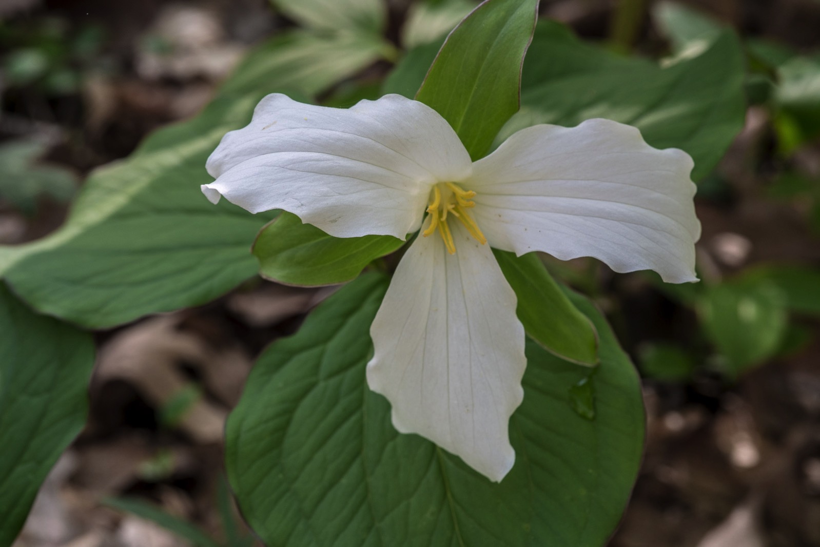 Trillium Grandiflorum – The Inner Frame