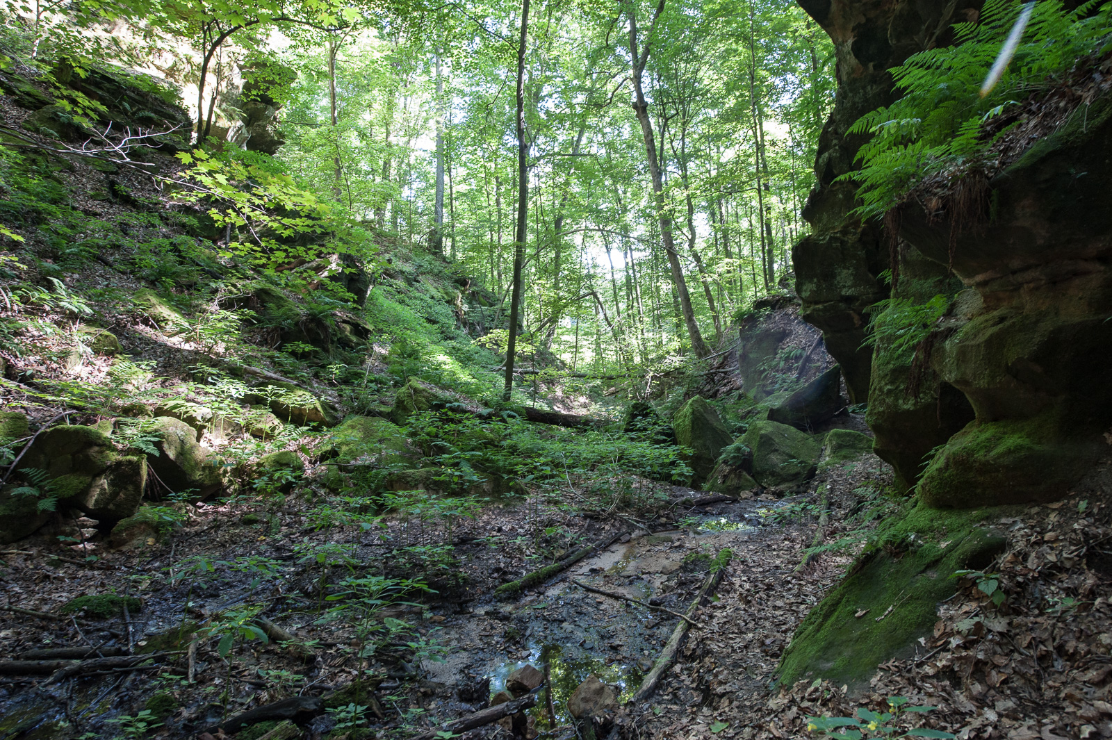 Fern Cliff Nature Preserve (Ferns 3) – The Inner Frame